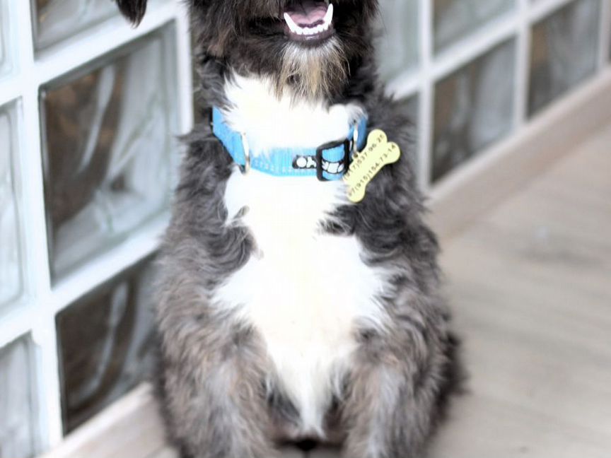 Милая небольшая Джуси ищет дом