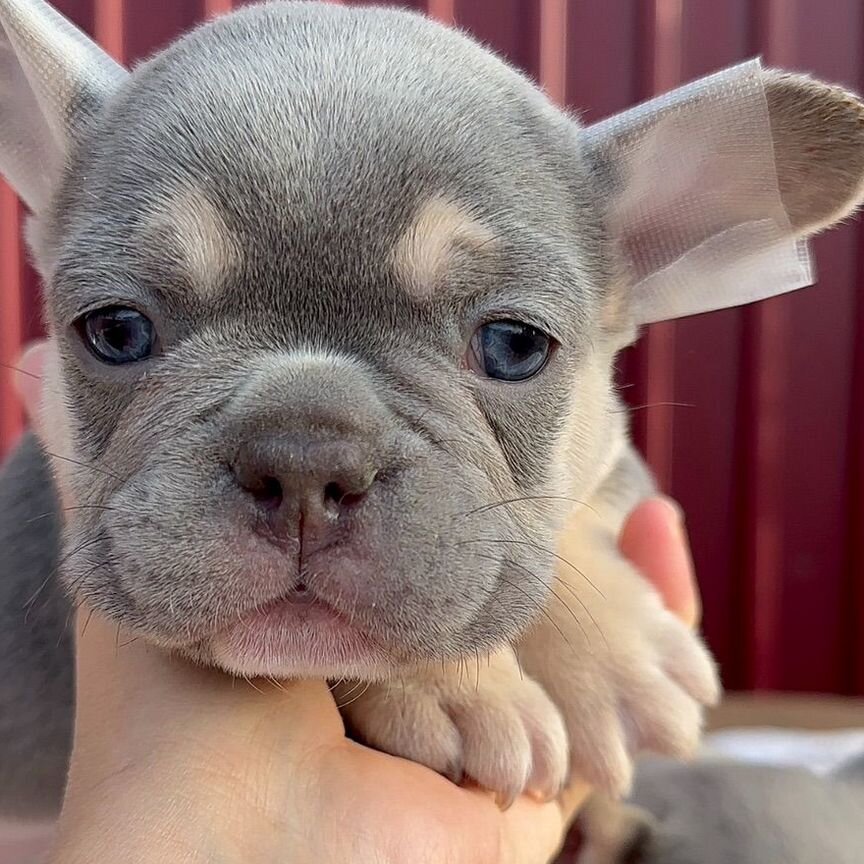 Французский бульдог, щенок