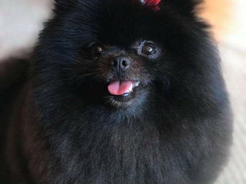 Продаю Шпица