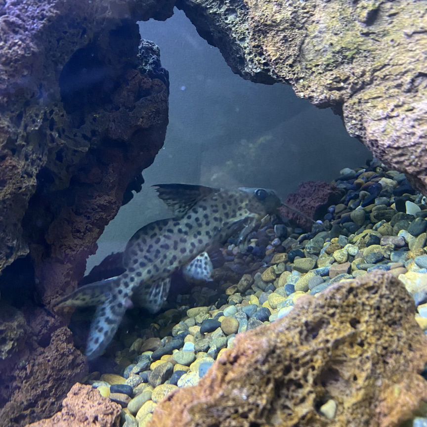 Синадонтис