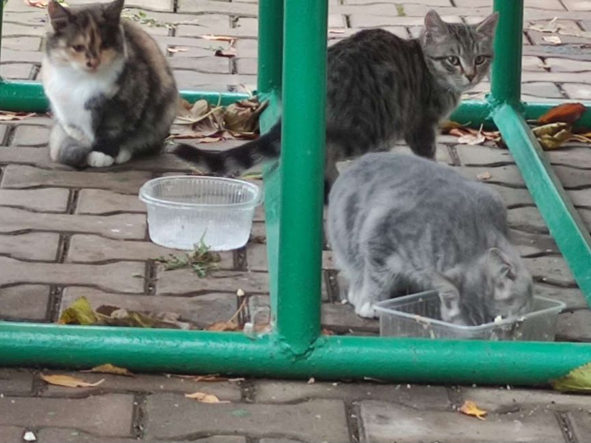 Британские котята