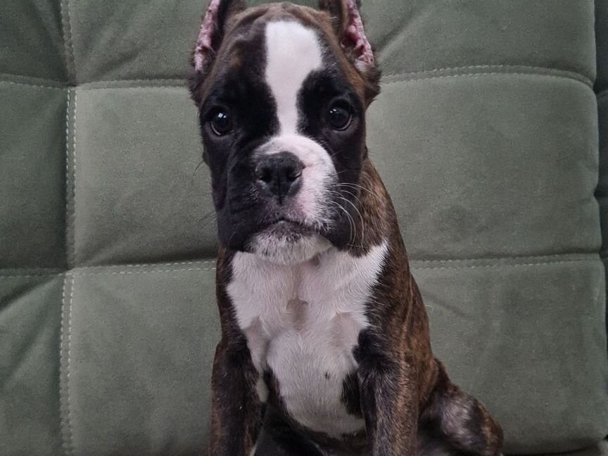 Красавица боксер девочка