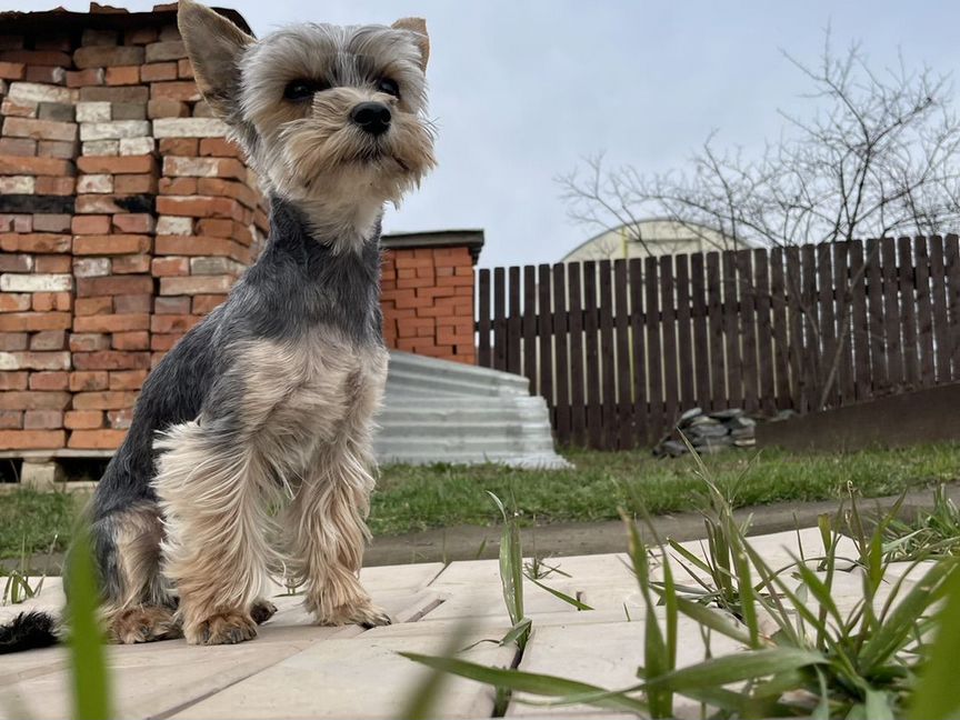 Йоркширский терьер щенки