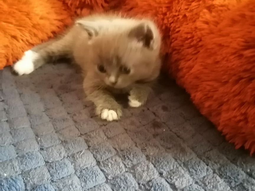 Кошки породистые