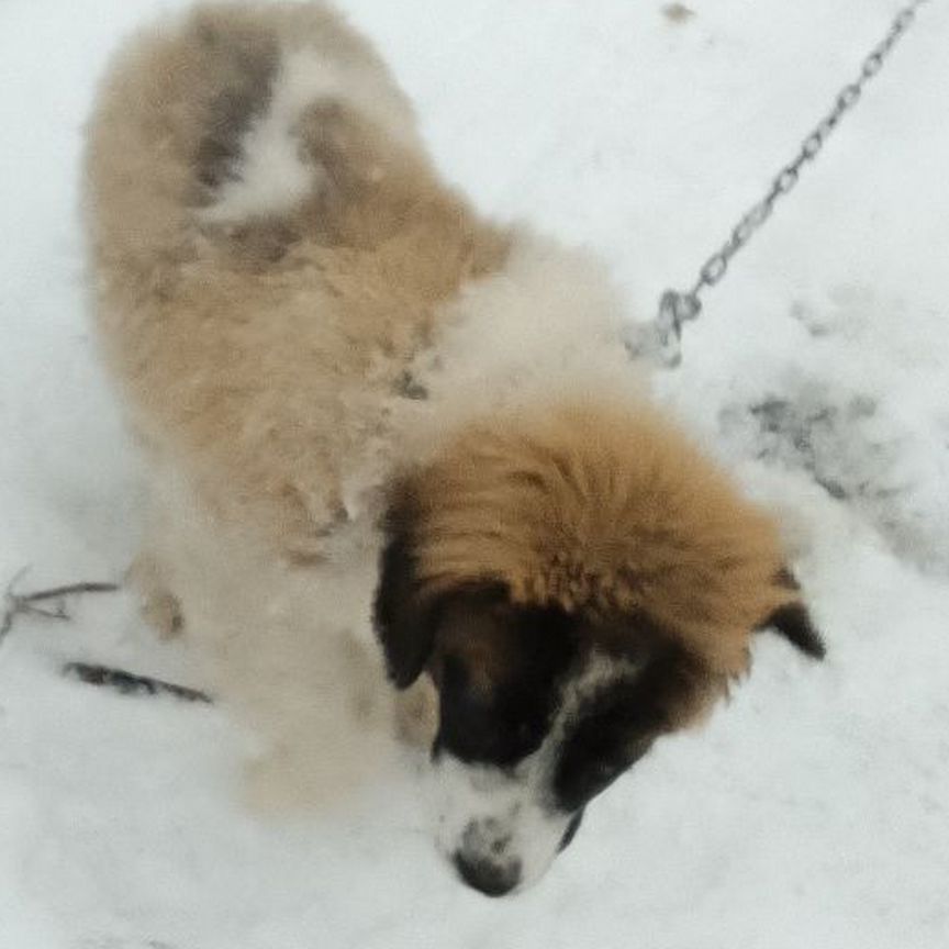 Московская сторожевая, щенок