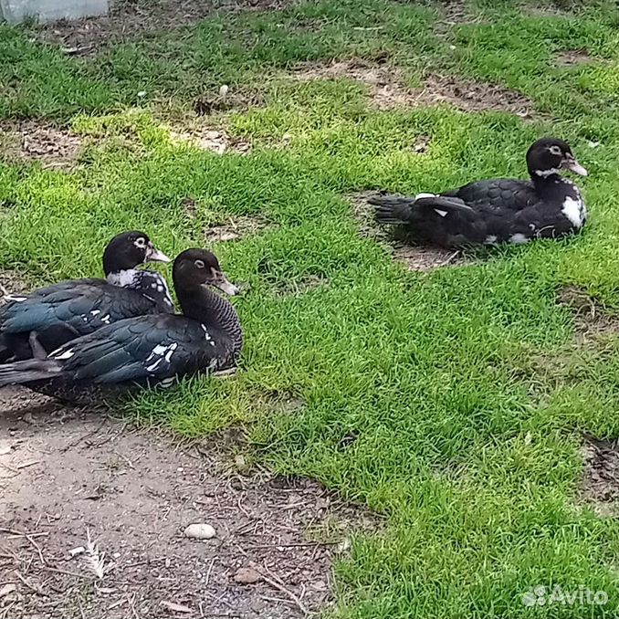 Мускусные утки