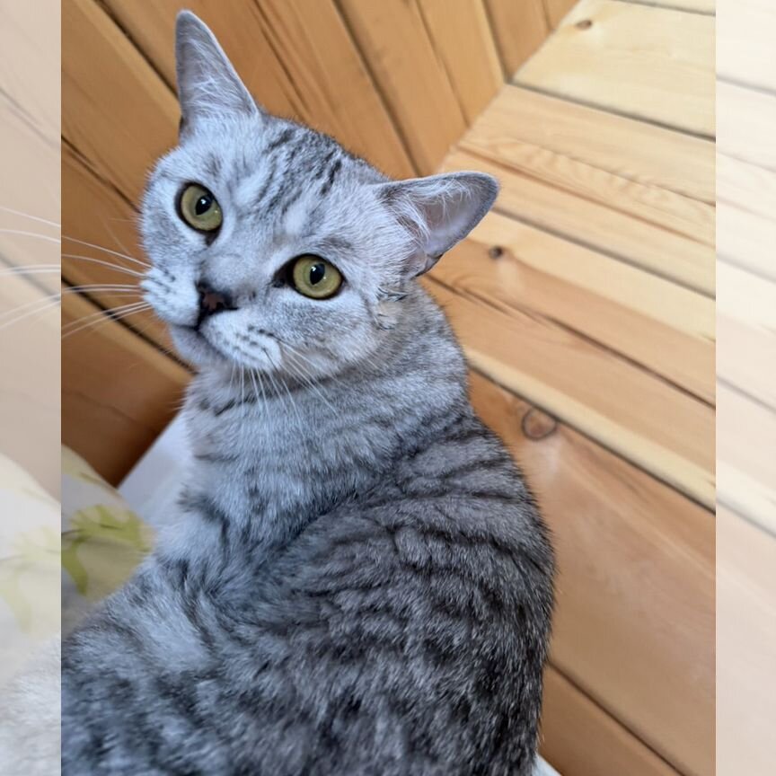 Шотландская прямоухая короткошёрстная, взрослая кошка