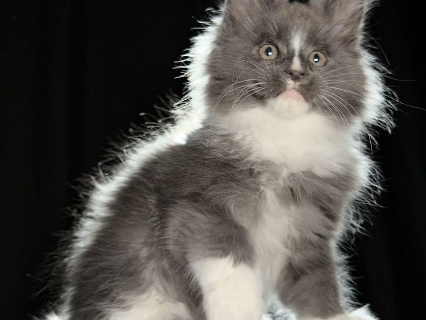 Тарас Бульба