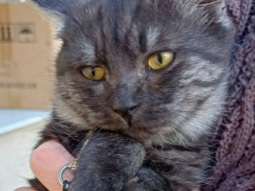 Котик подросток метис русской голубой