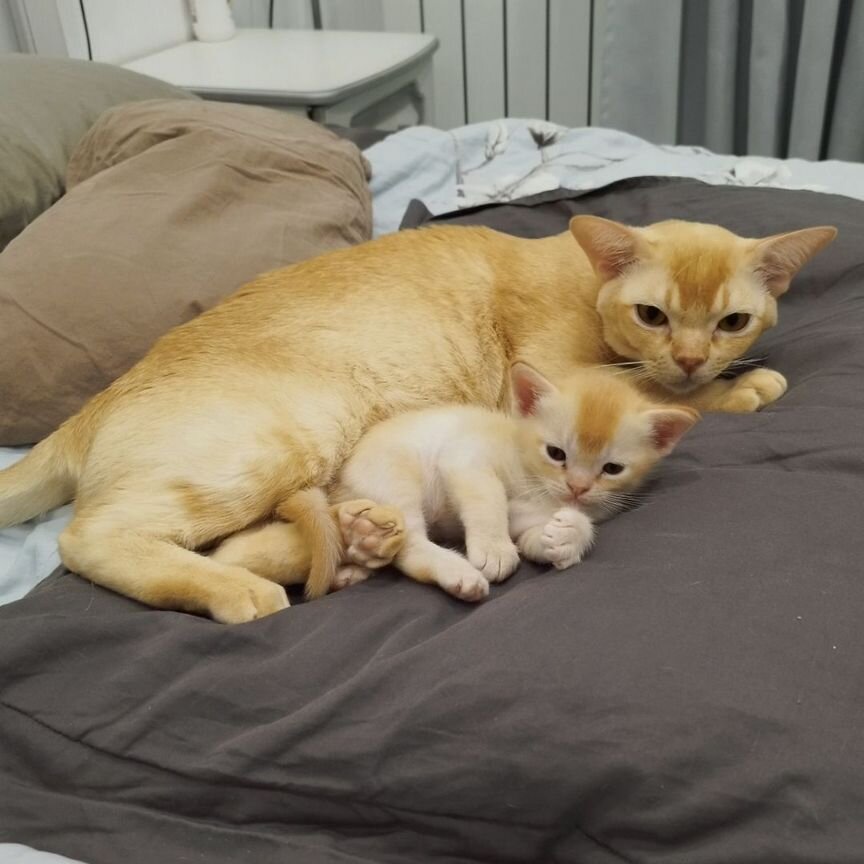Бурманские котята