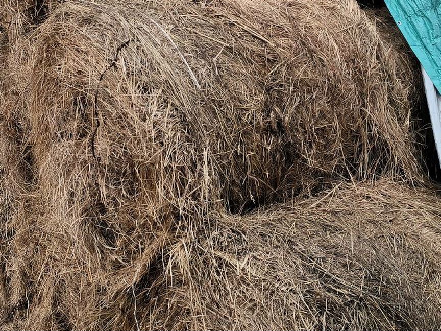 Сено в рулонах