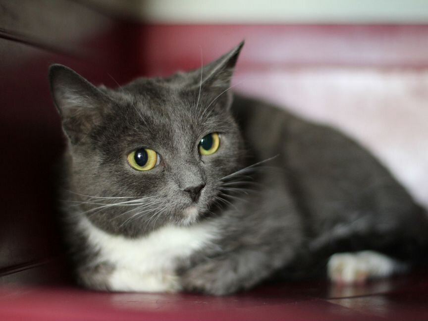 Мусенька в добрые руки