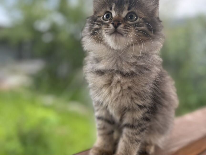 Котята в дар от тайско кошки