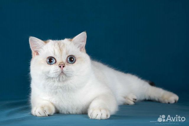 Кот золотая британская шиншилла колор поинт
