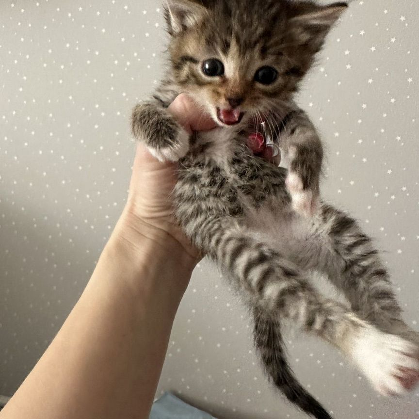 Красивейшие милые котятки