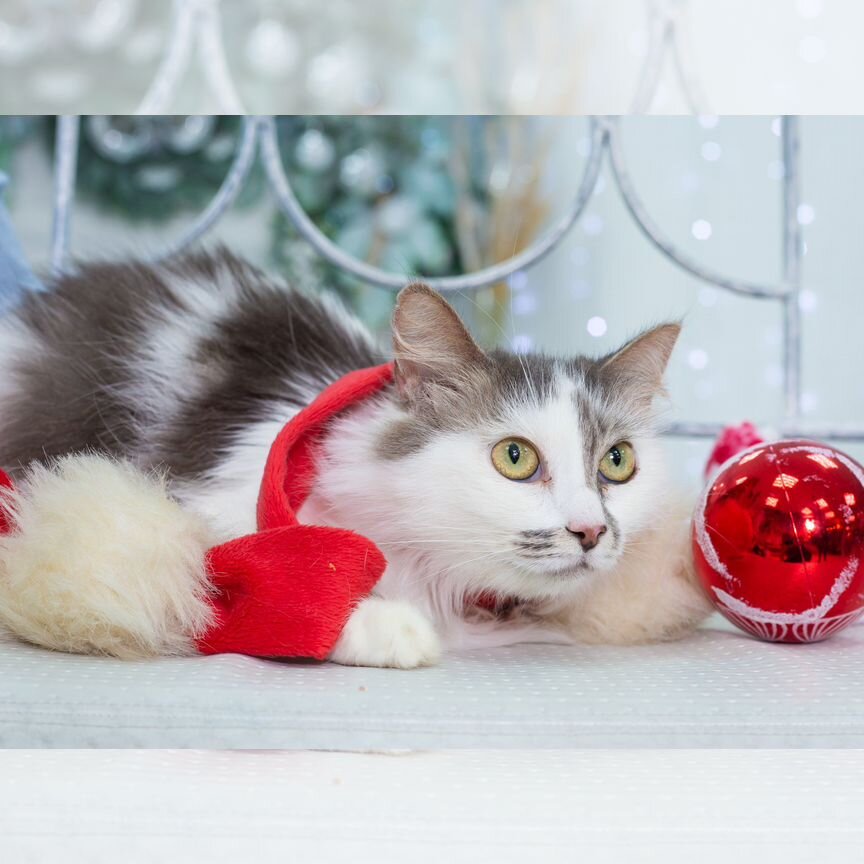 Пушистая ласковая кошка