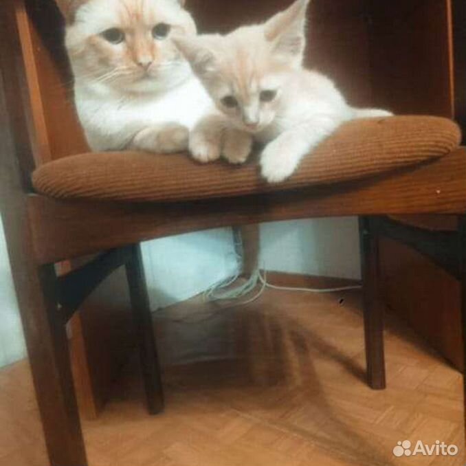 Экзотическая короткошерстная кошка