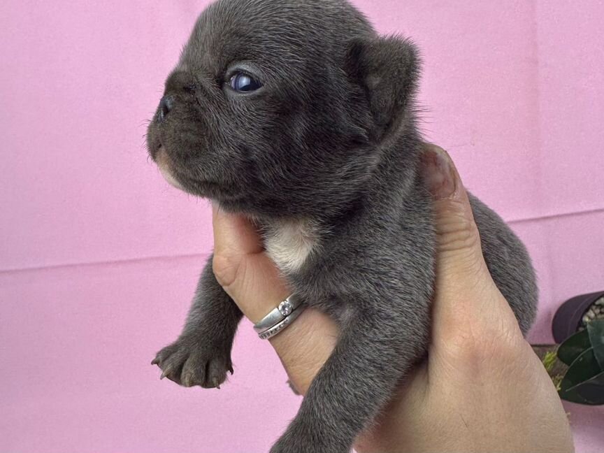 Породистая девочка француз