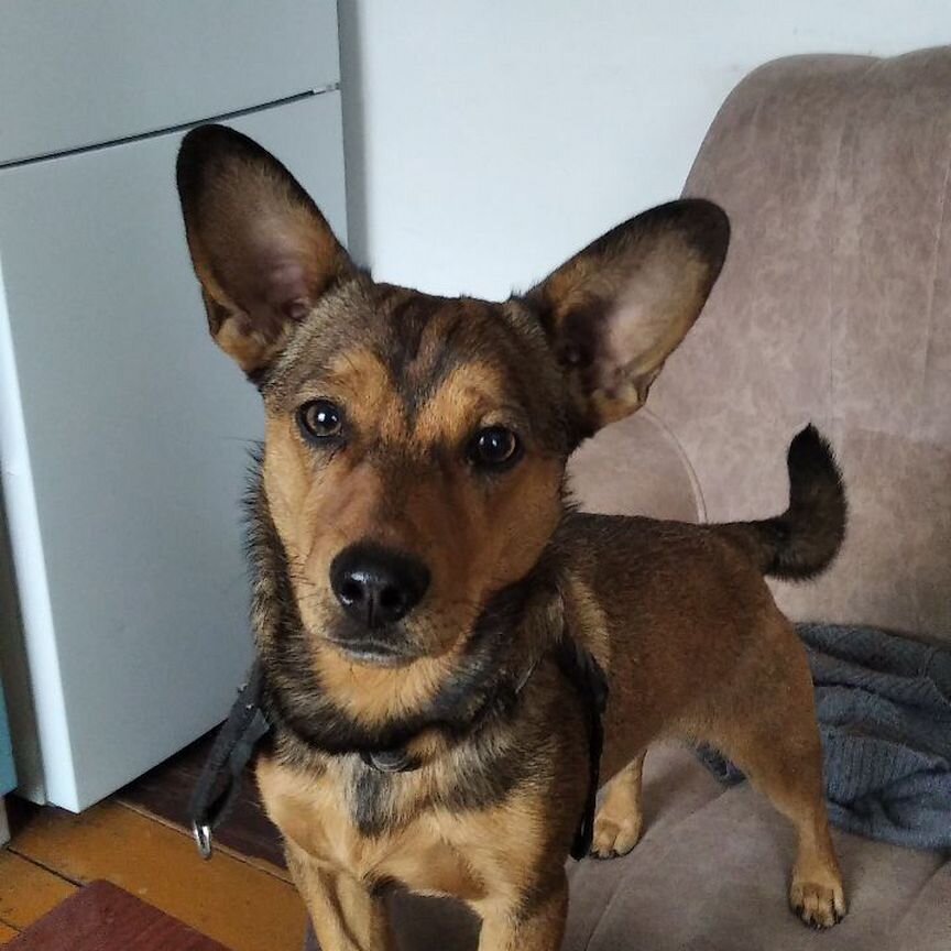 Собака в добрые руки маленькая порода