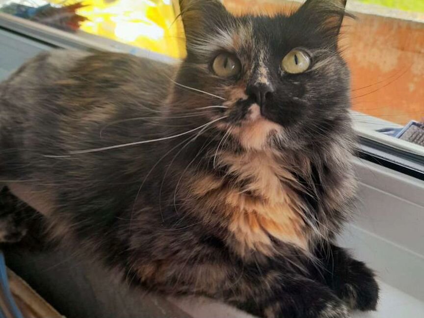 Кошка