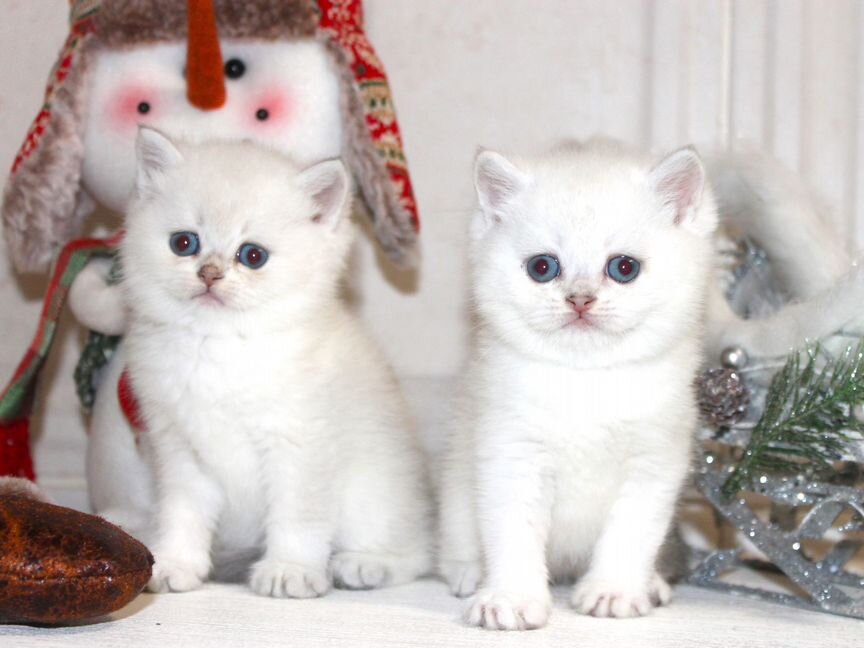 Снежные шотландские мишки