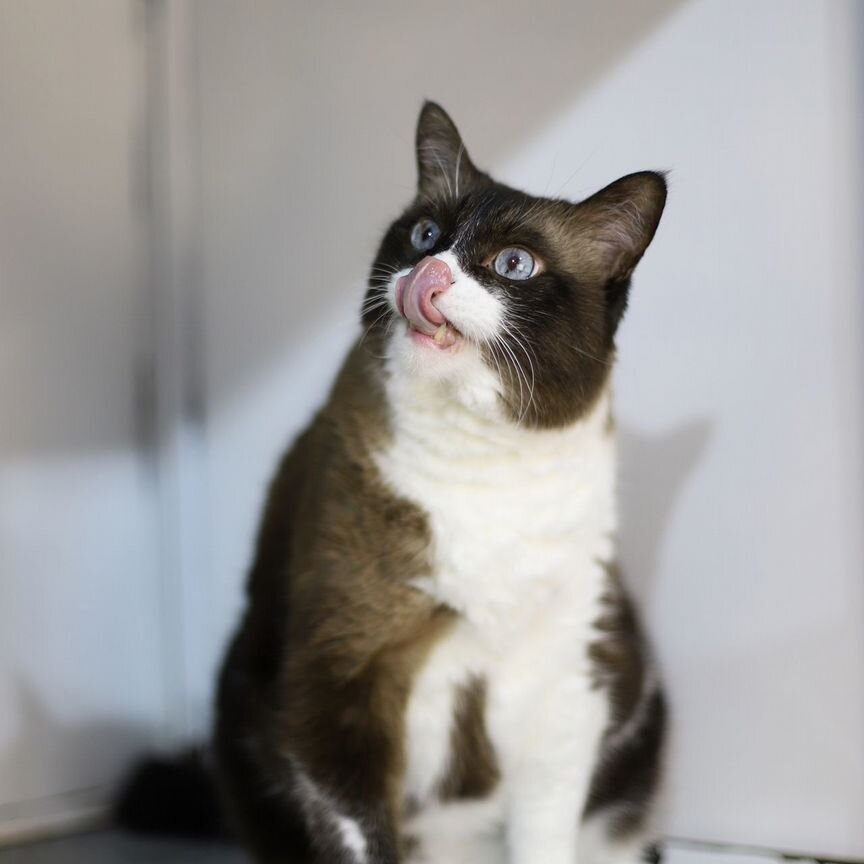 Какао - сладкий котик