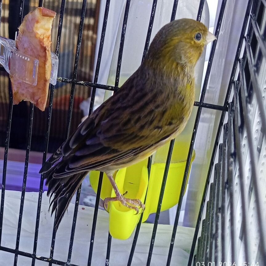 Кенар зелëный