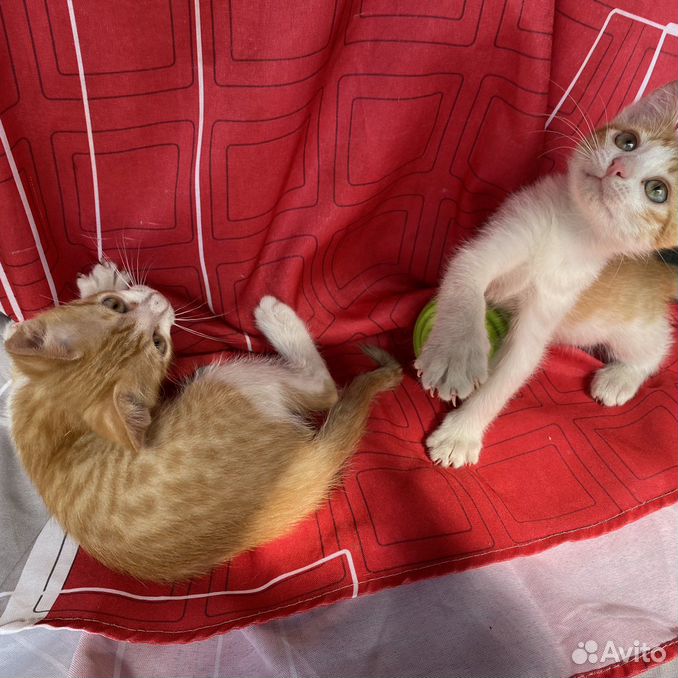 Мандариновые котята