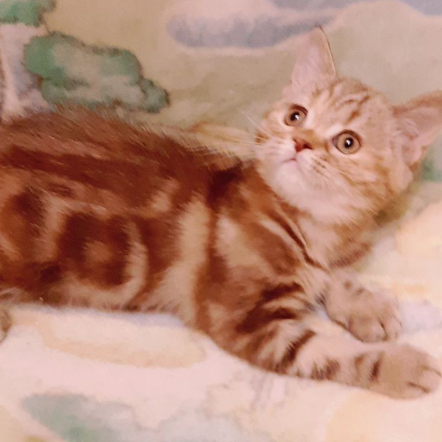 Шотландский прямоухий короткошёрстный котёнок