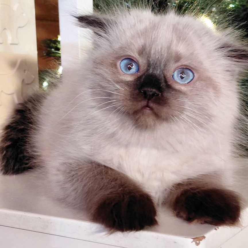 Невский маскарадный котёнок