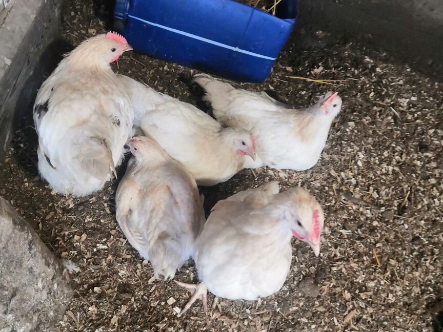 Куры, молодые петушки