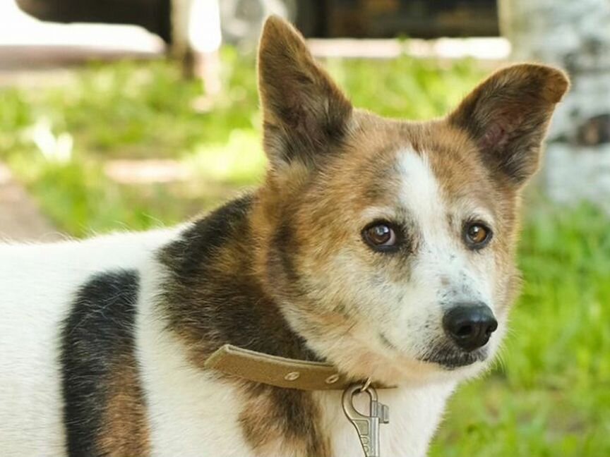 Тео: пожилой пёсик живёт в приюте