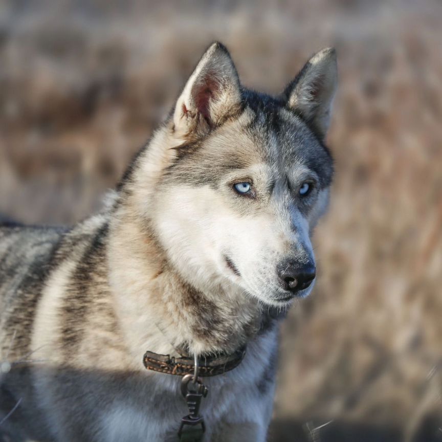 Сибирская Хаски Дакота