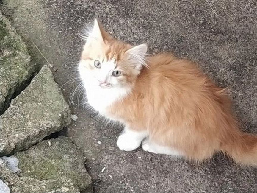Котятам нужна передержка или дом в добрые руки