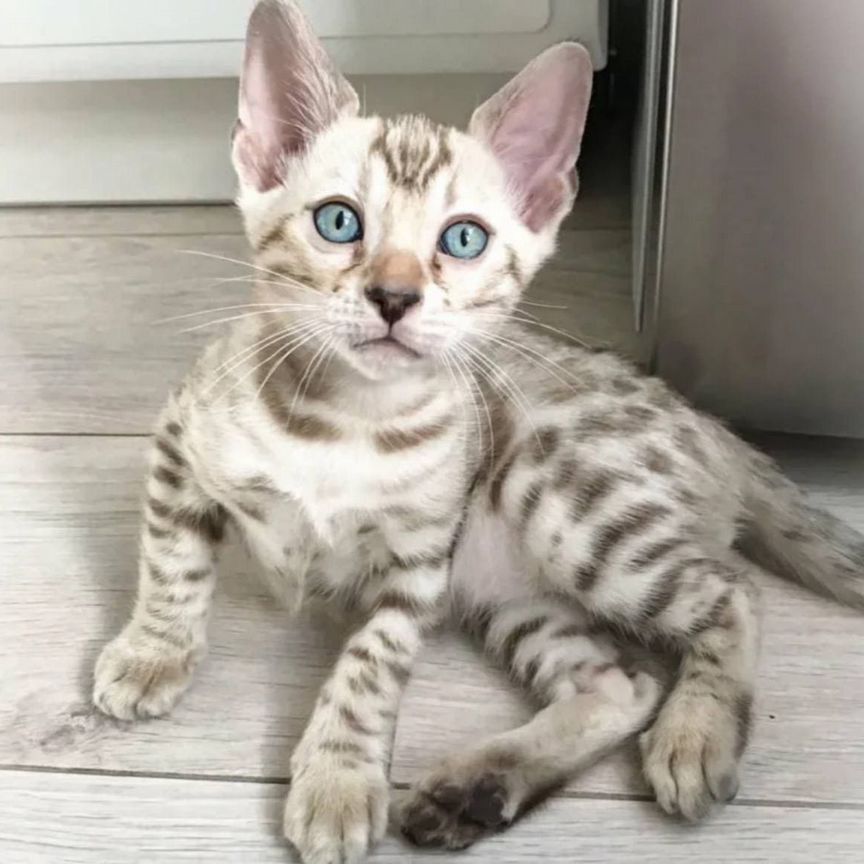 Редкие бенгальские котята