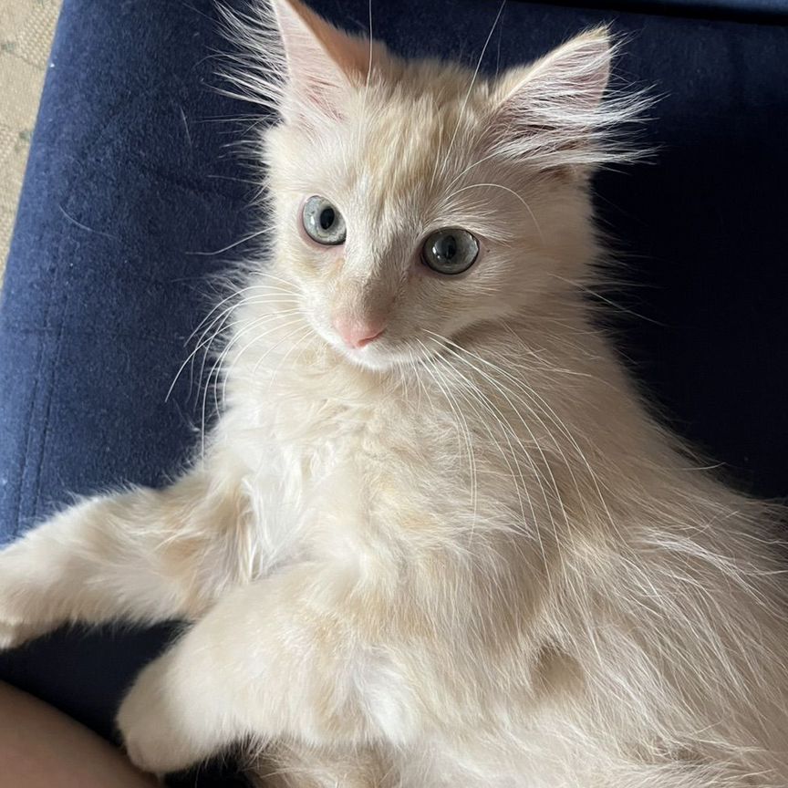 Милый котенок ищет дом