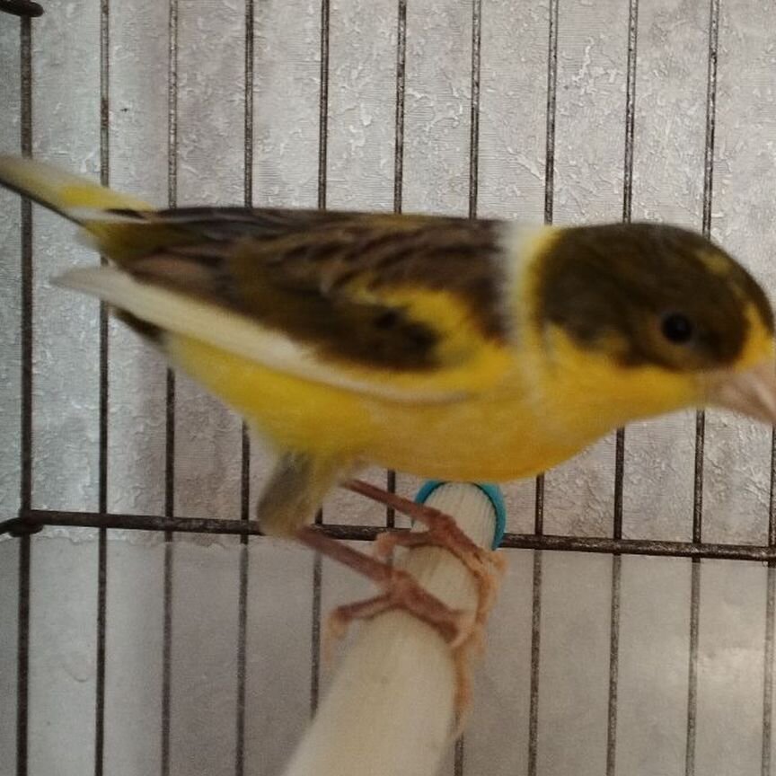 Кенар поющий