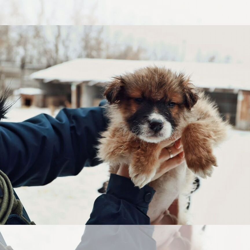 Щенок в добрые руки