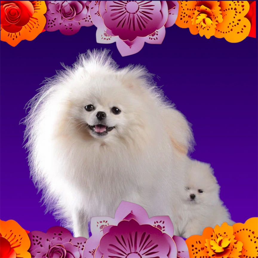 Белый шпиц мини