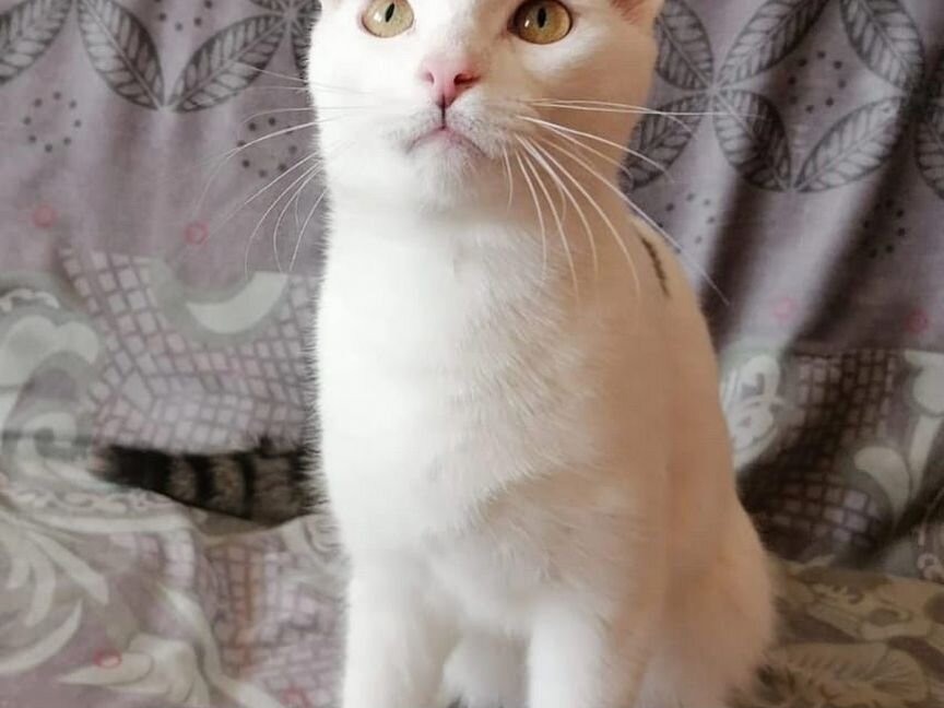 Спасеныш Яша ищет дом