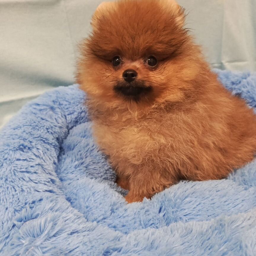 Мальчики 2 мес