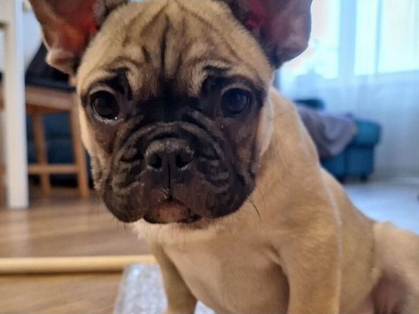 Французский бульдог