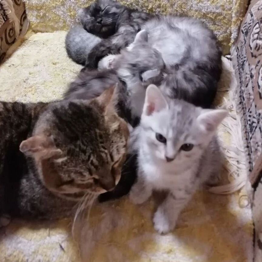 Шотландский вислоухий длинношёрстный котёнок