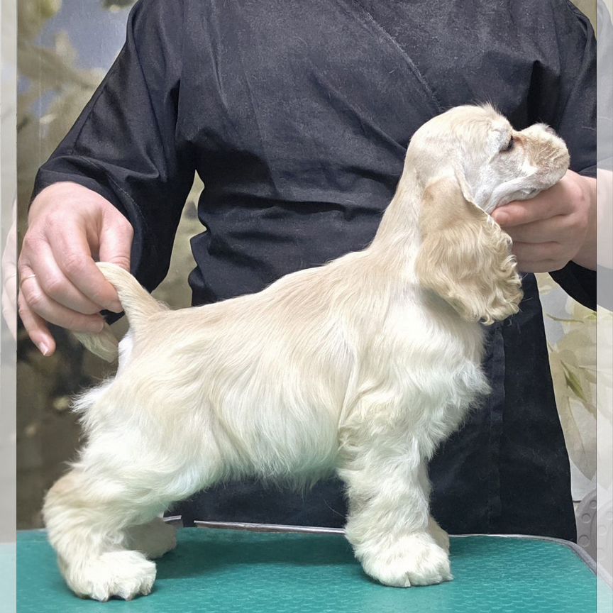 Американский кокер-спаниель, щенок