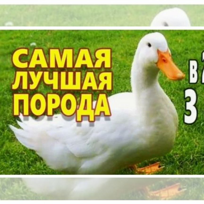 Инкубационное яйцо уток