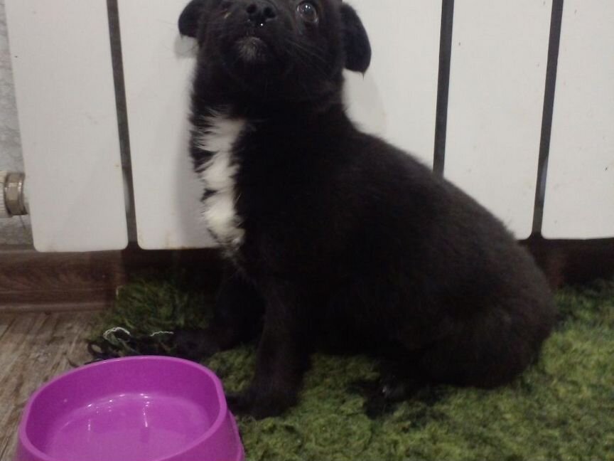 Такса (метис)