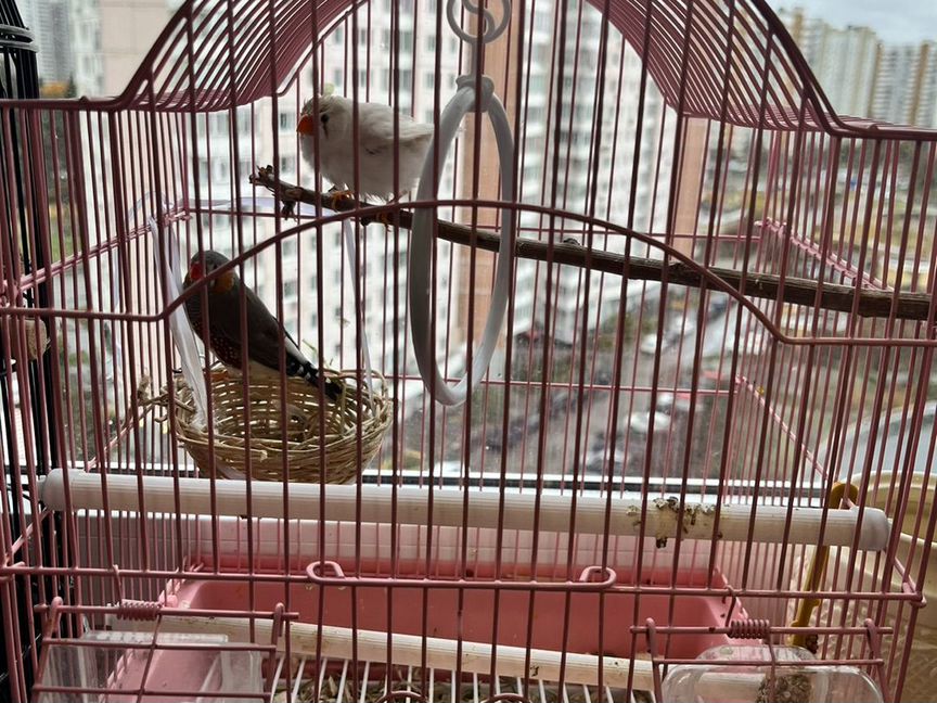 Японские амадины с клеткой