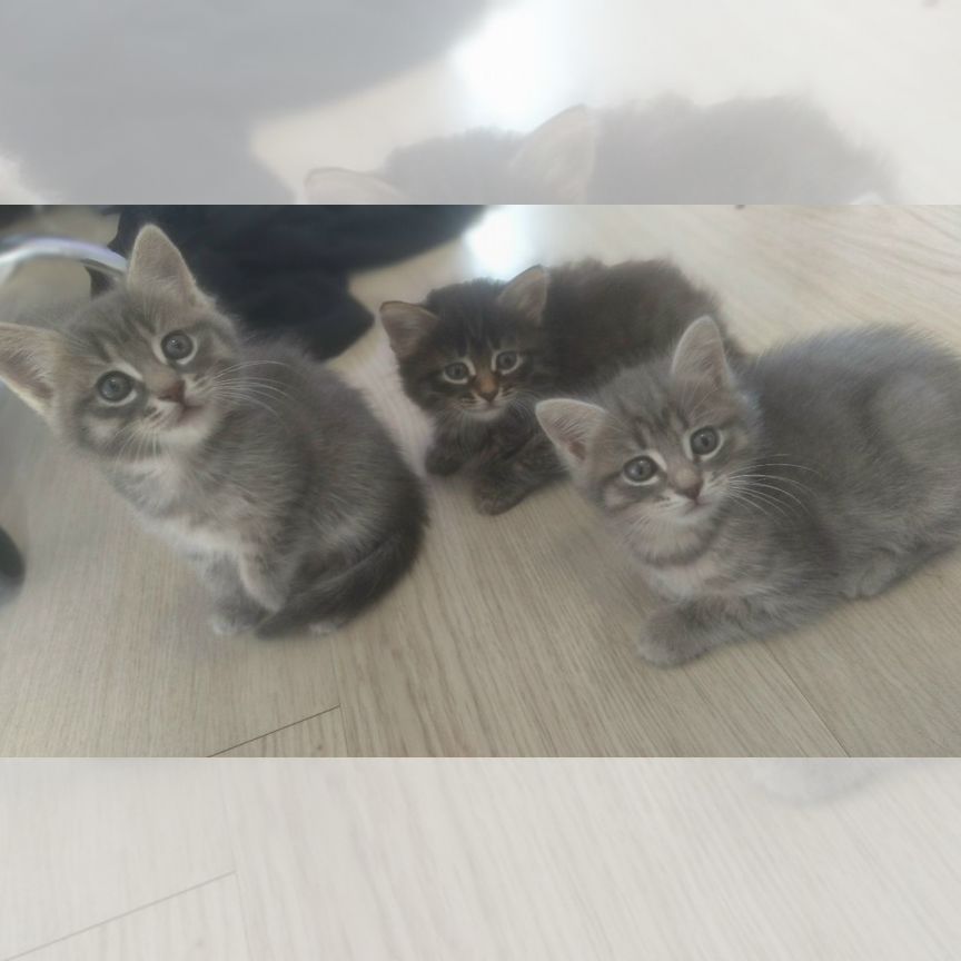 Сингапурский котёнок