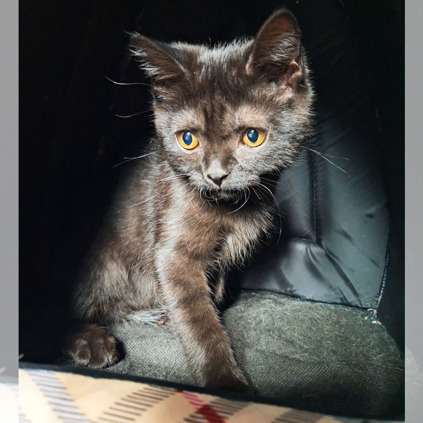 Котёнок в добрые руки