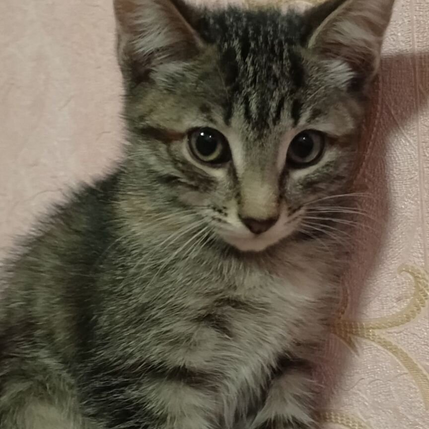 Котенок ищет новый дом